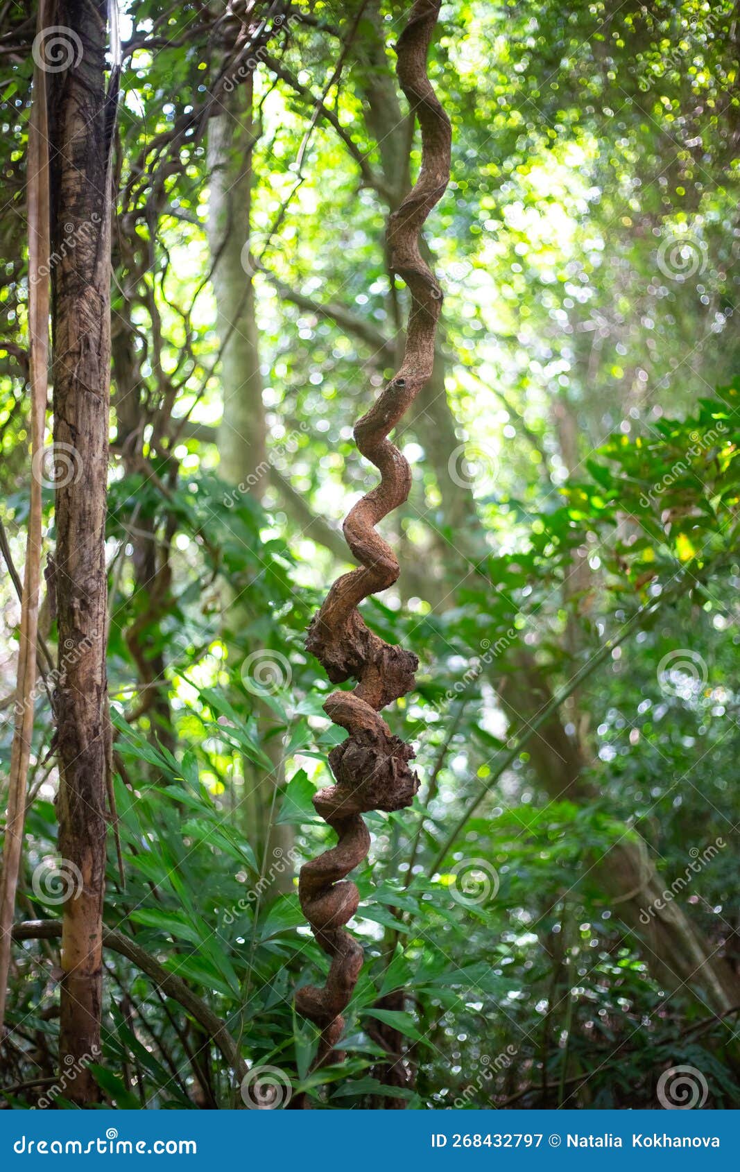 A Vertical Tropical Landscape. Long Twisted Vines Hang from Trees in a ...