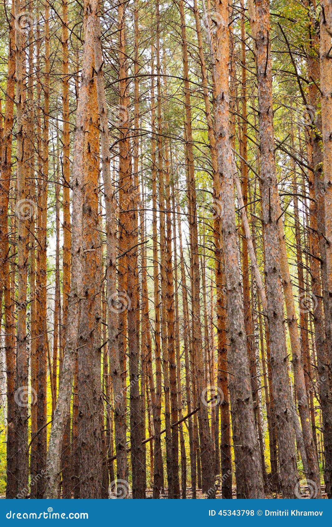 Vertical Trunks Of The Pine Trees Royalty-Free Stock Image ...