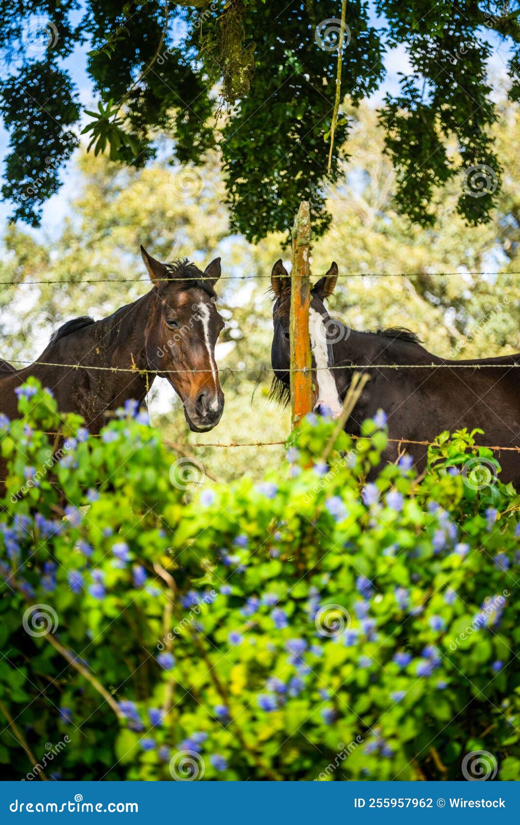 Vertical of Two Brown Horses Standing Near the Fence. Stock Photo ...
