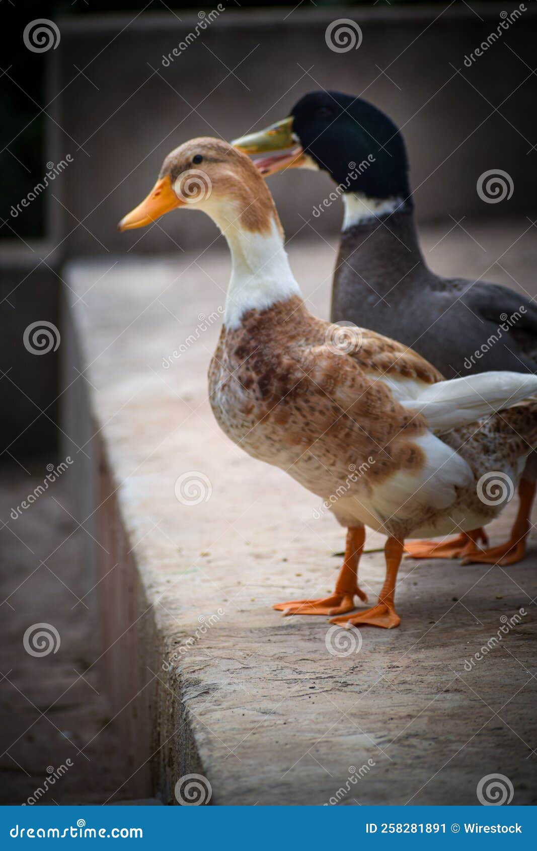 Vertical of Two Ducks Standing on the Staircase. Stock Image - Image of ...