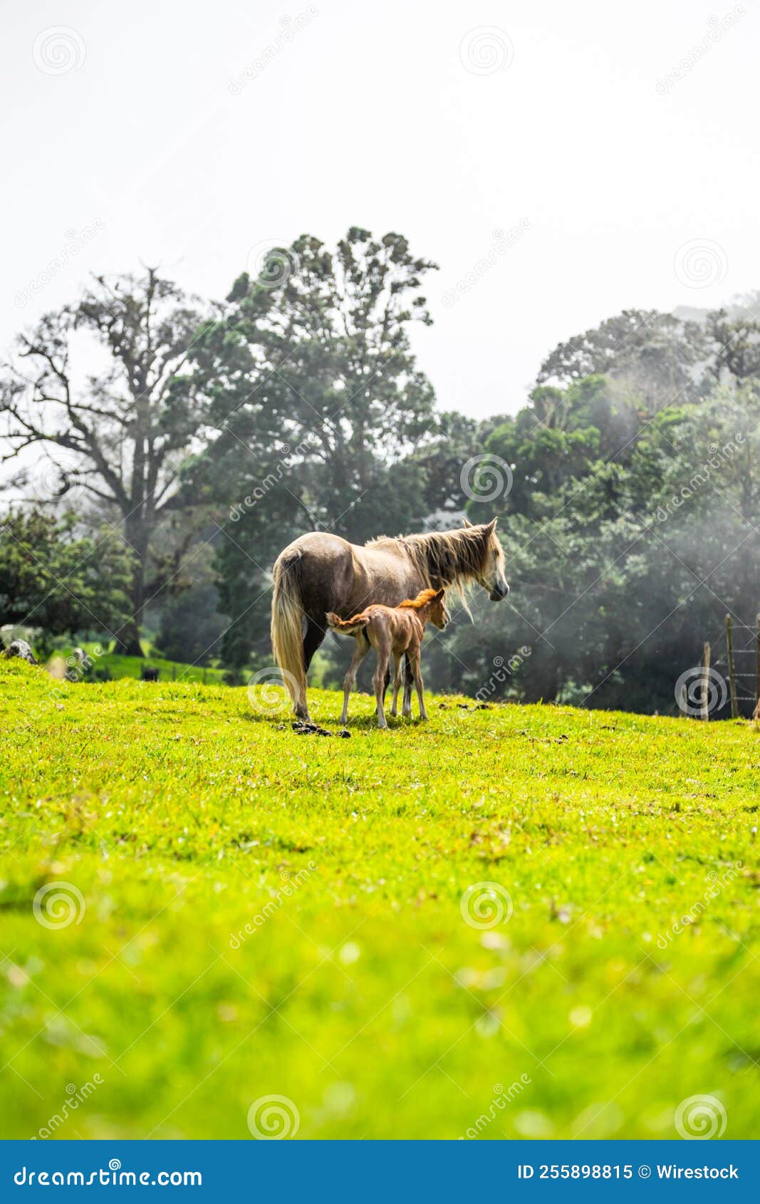 Vertical of Two Horses Playing in the Field. Stock Image - Image of ...