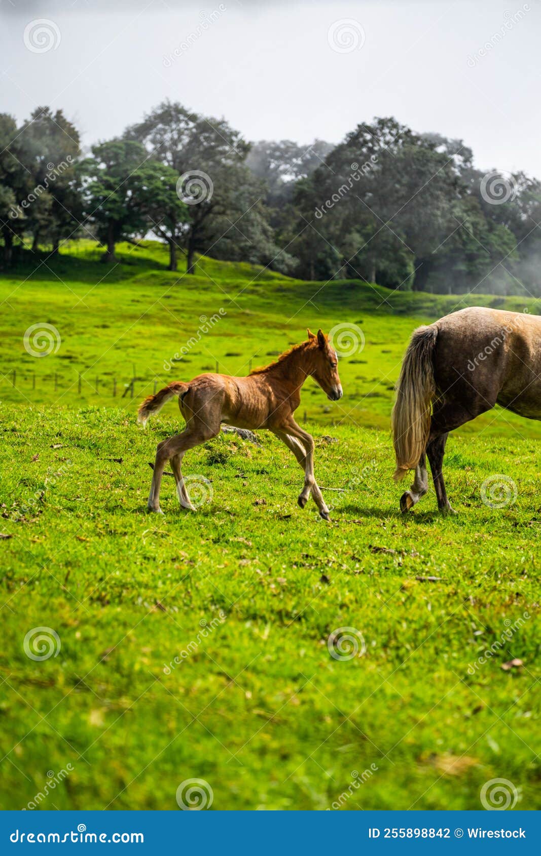 Vertical of Two Horses Playing in the Field. Stock Photo - Image of ...