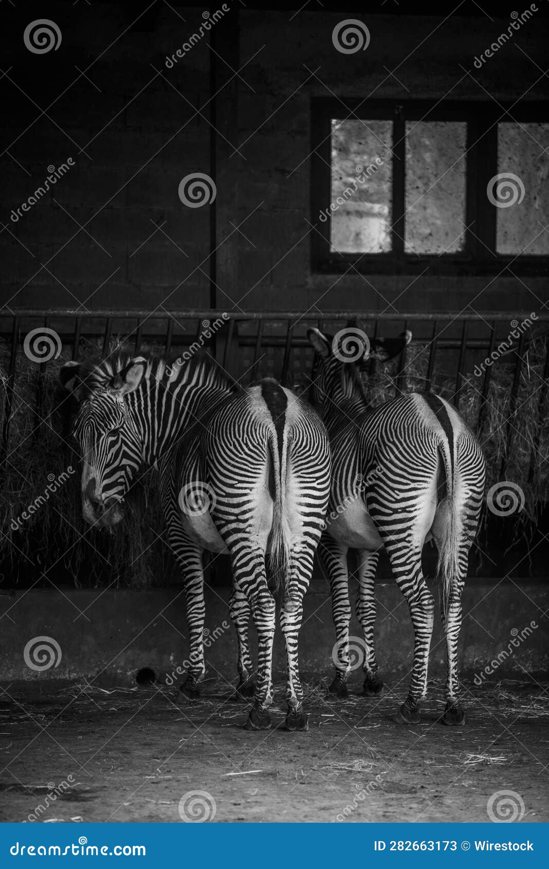 Vertical of Two Zebras in a Barn in Grayscale Stock Image - Image of ...