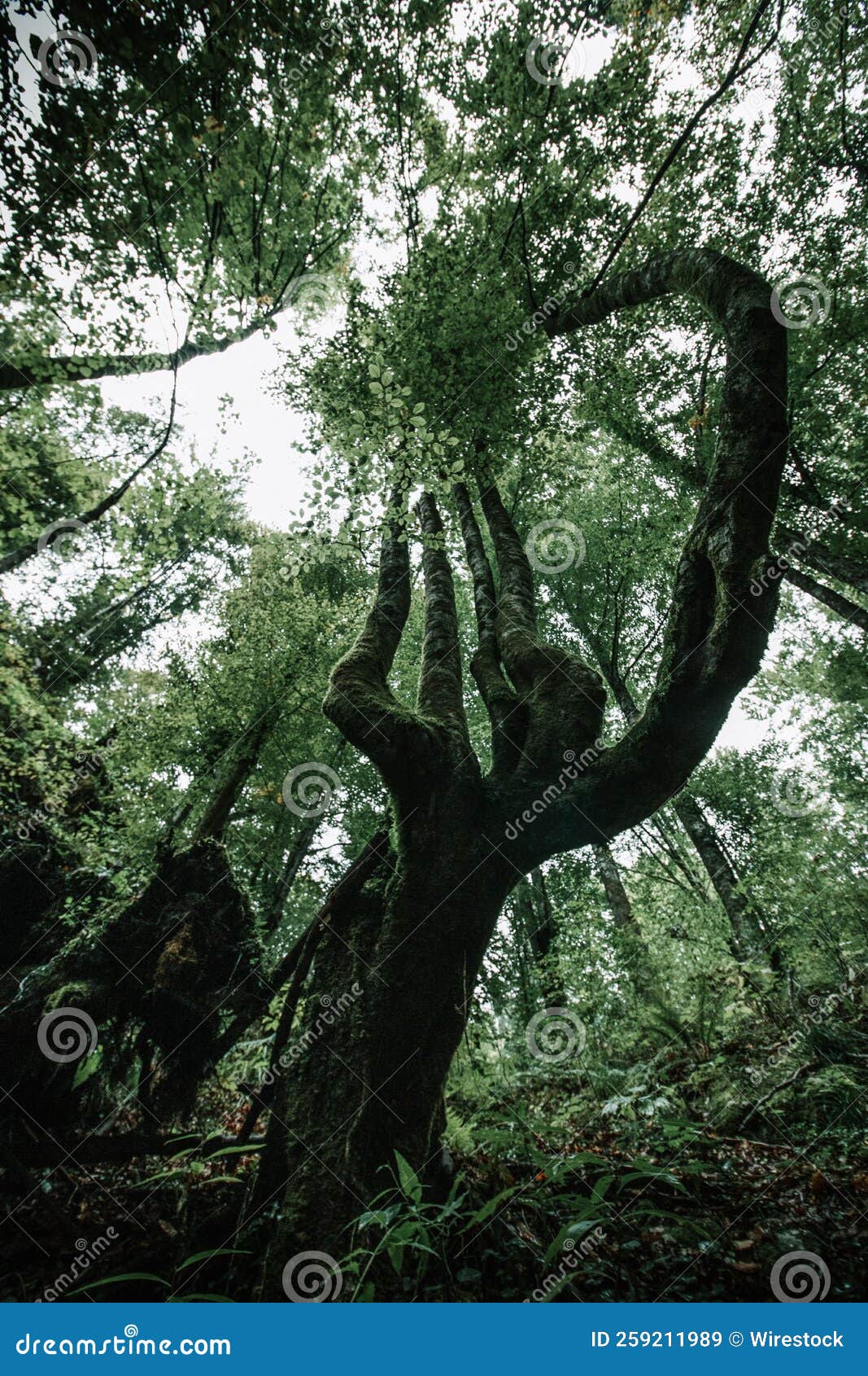 Vertical Undershoot of Algae Trees with Sky Background Stock Image ...