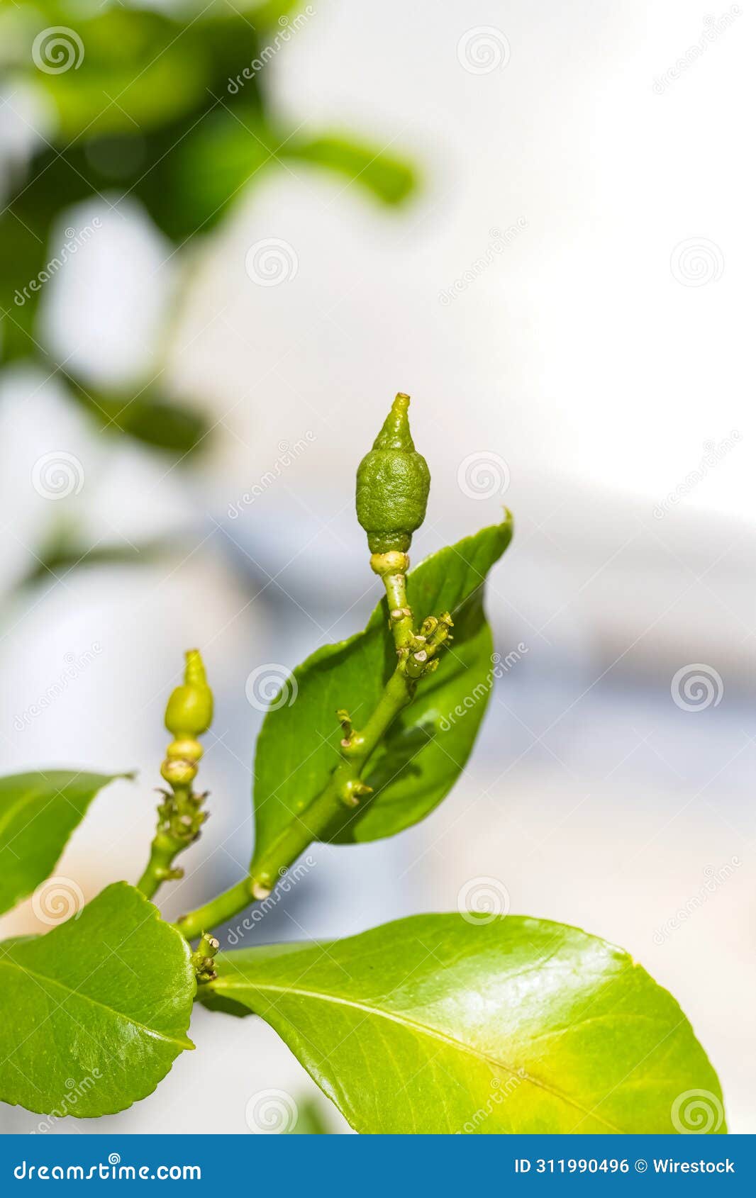 Vertical of an Unripe Lemon Hanging on a Tree Stock Photo - Image of ...
