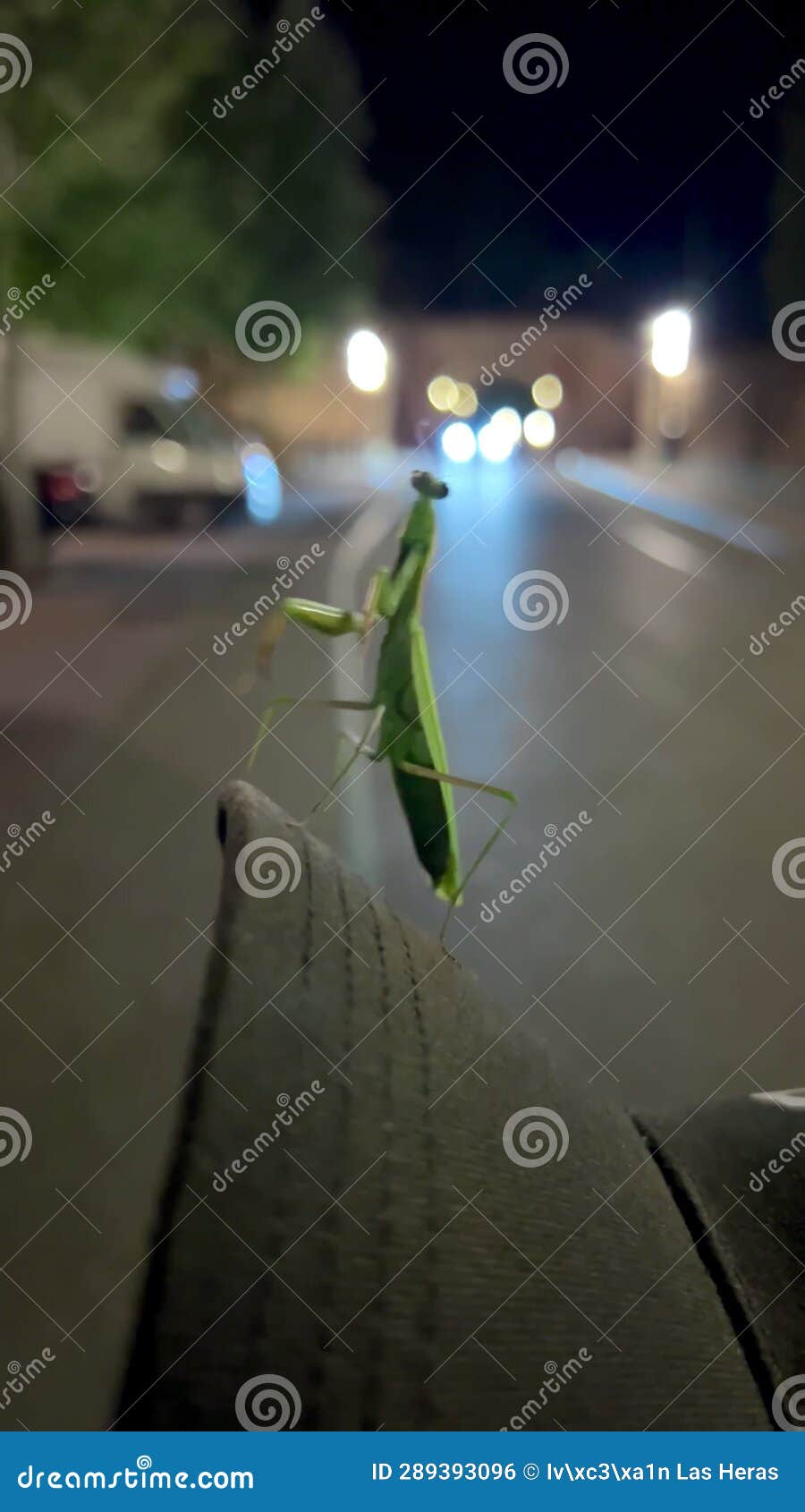 Vertical Video of a Praying Mantis at Night Stock Footage - Video of ...
