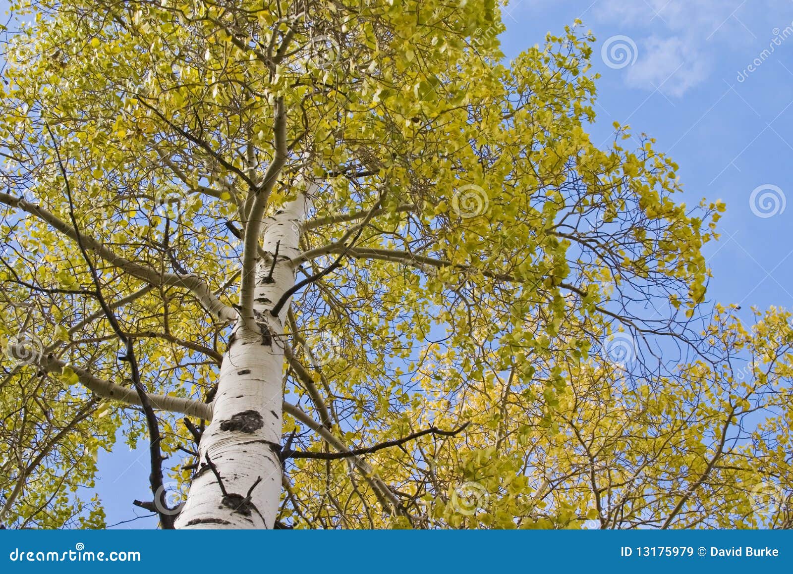 Vertical View of Aspen Tree Stock Image - Image of clump, autumn: 13175979