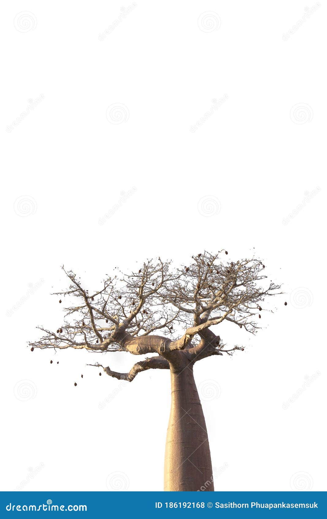 Vertical View of Baobab Tree Isolate on White Background Stock Photo ...