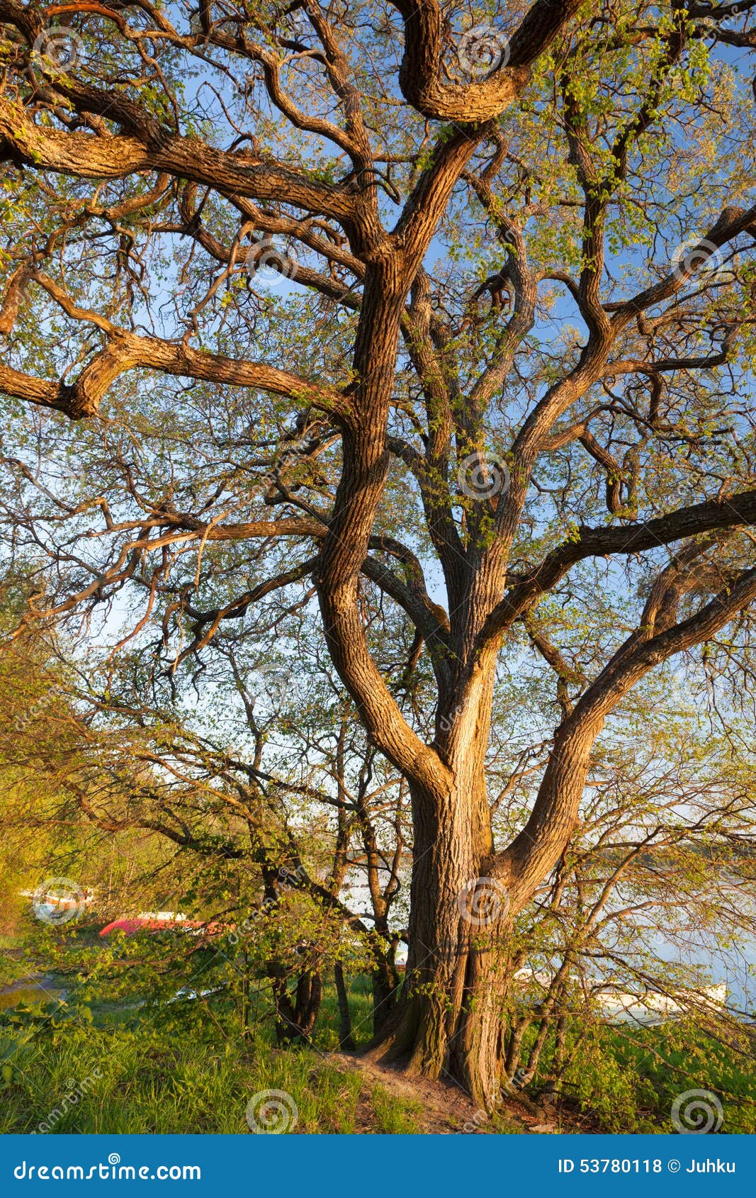 Vertical view of big tree stock photo. Image of ground - 53780118