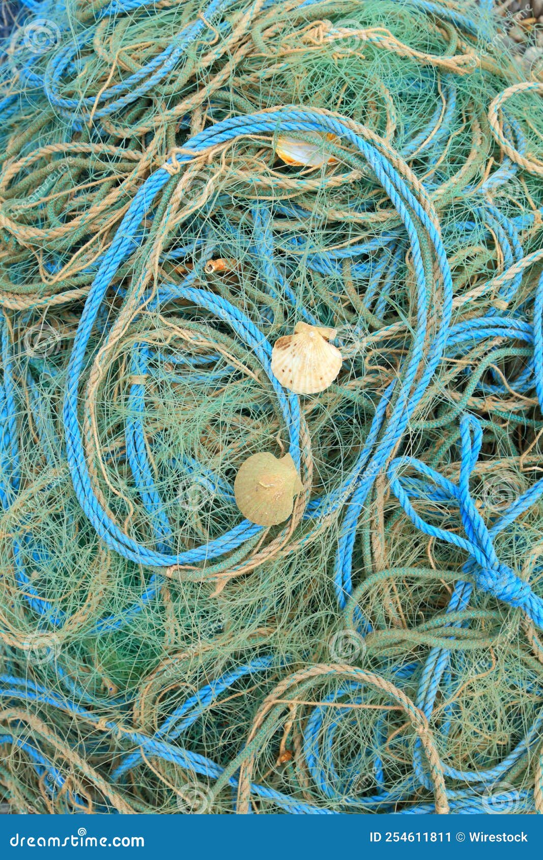 Vertical View of Blue and Beige Threads and Sea Shells Twisted and Tied ...