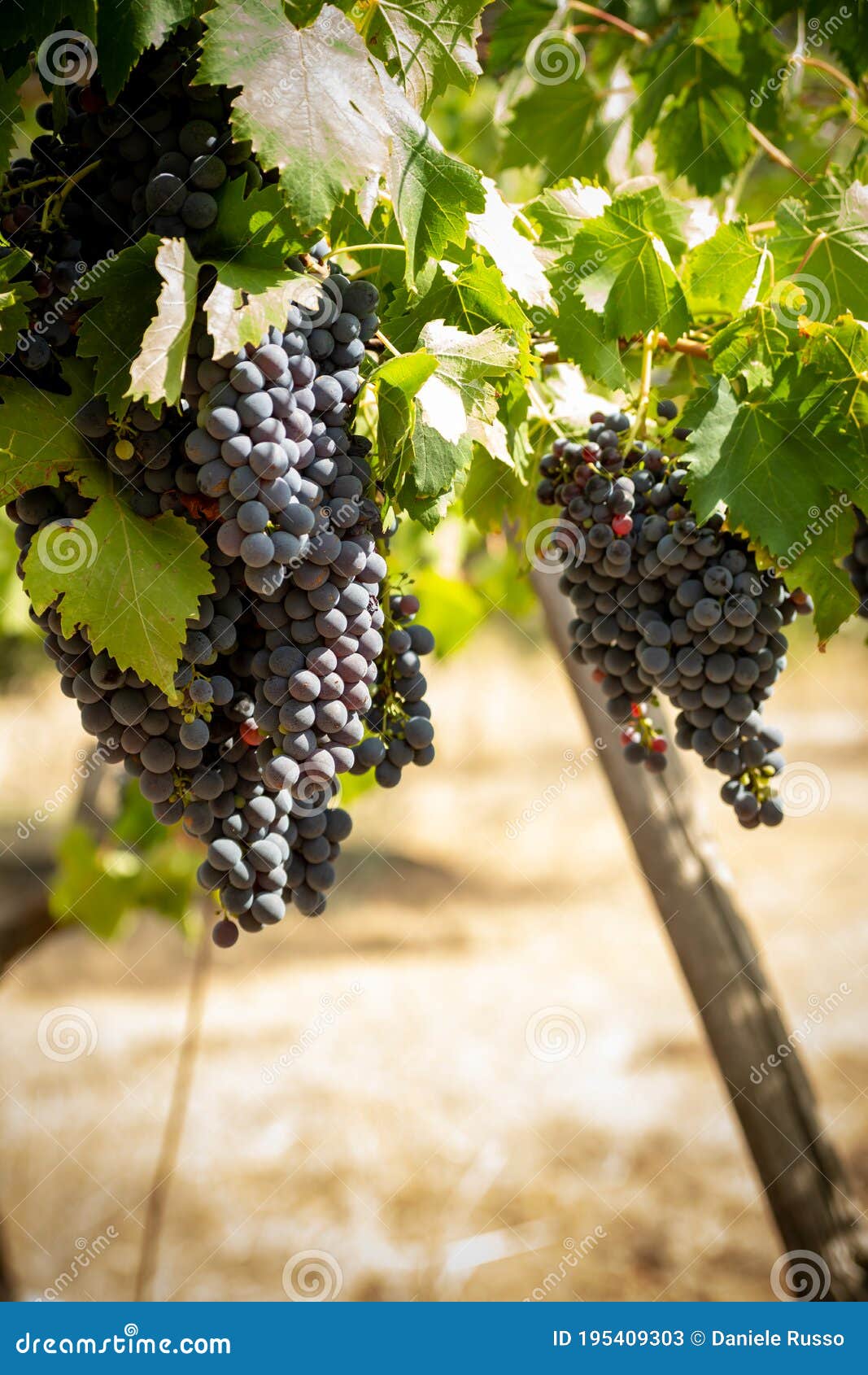 Vertical View of Colored Grapes Plantation on Blurred Background Stock ...
