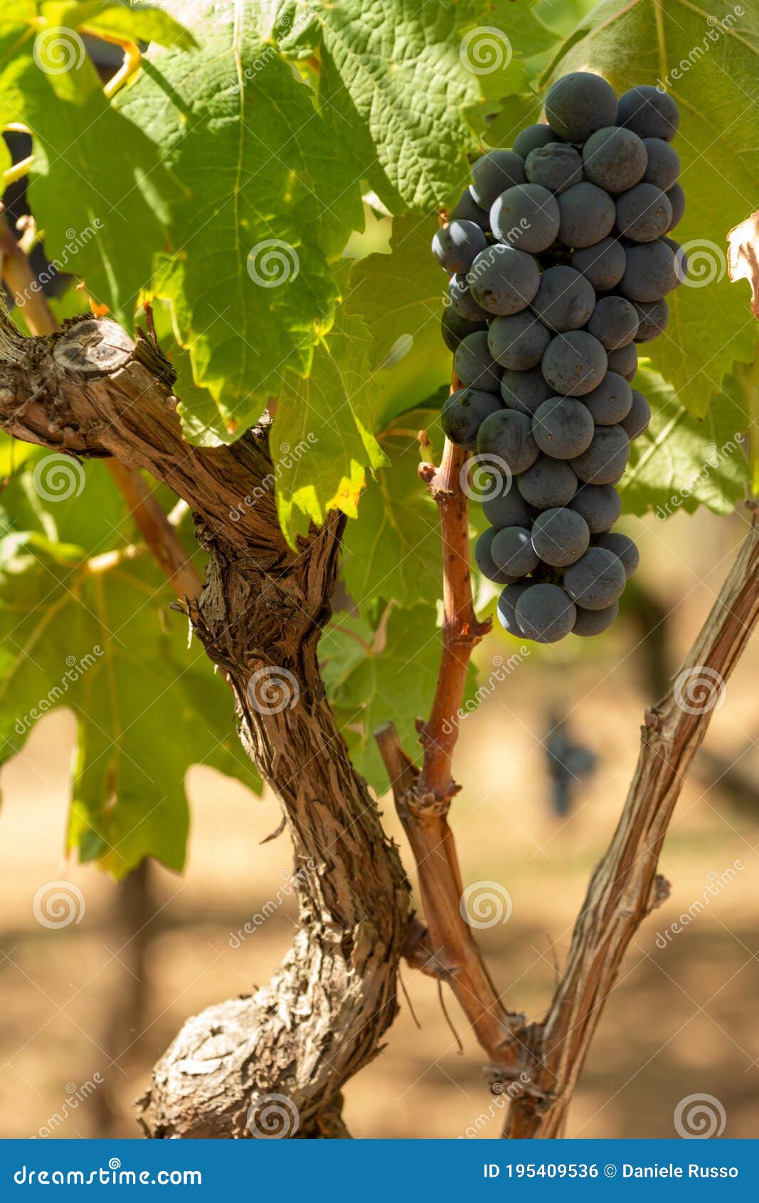 Vertical View of Colored Grapes Plantation on Blurred Background Stock ...