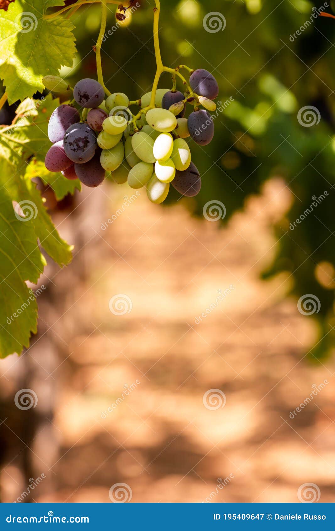 Vertical View of Colored Grapes Plantation on Blurred Background Stock ...