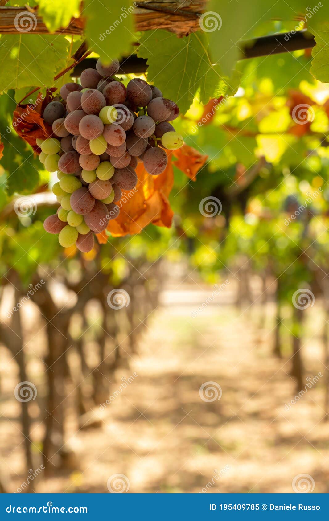 Vertical View of Colored Grapes Plantation on Blurred Background Stock ...