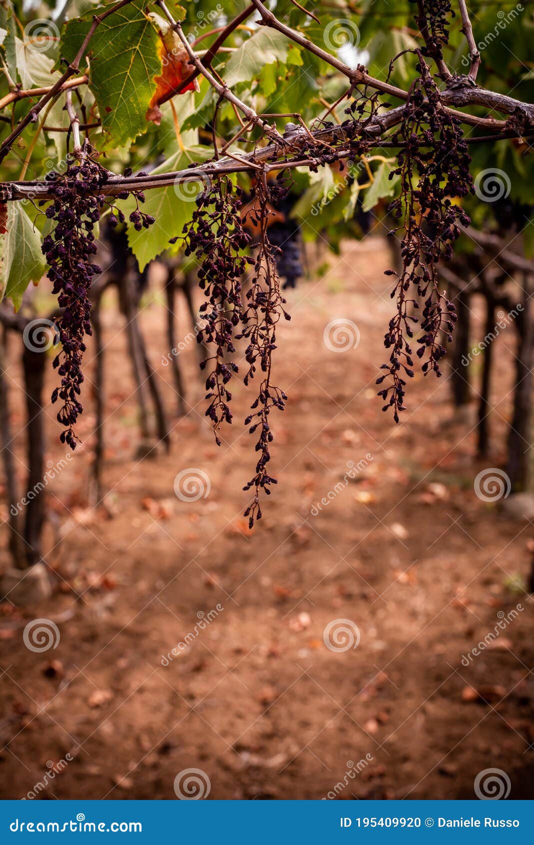 Vertical View of Colored Grapes Plantation on Blurred Background Stock ...