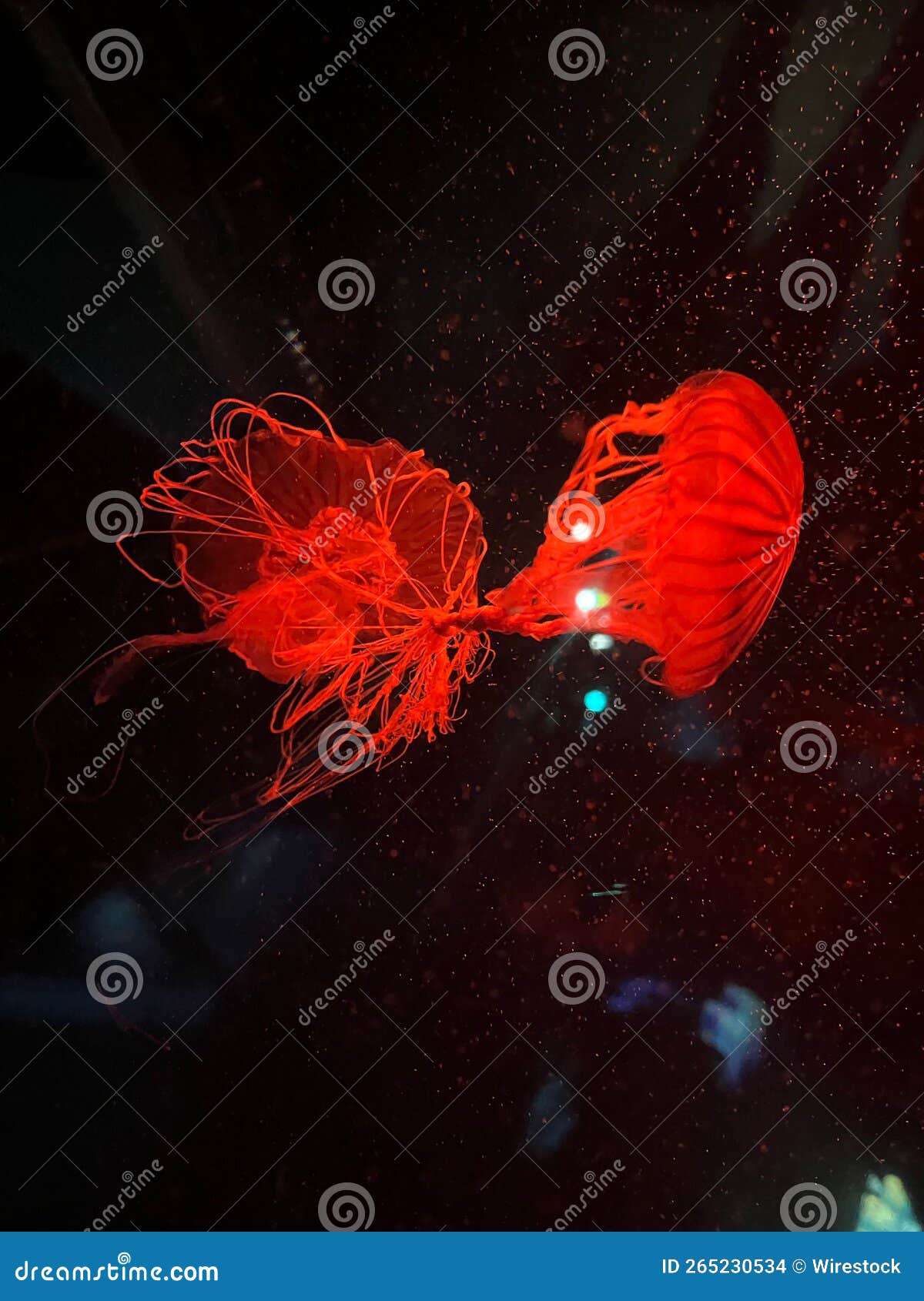 Vertical View of the Connection between Red Jellyfish in the Darkness ...