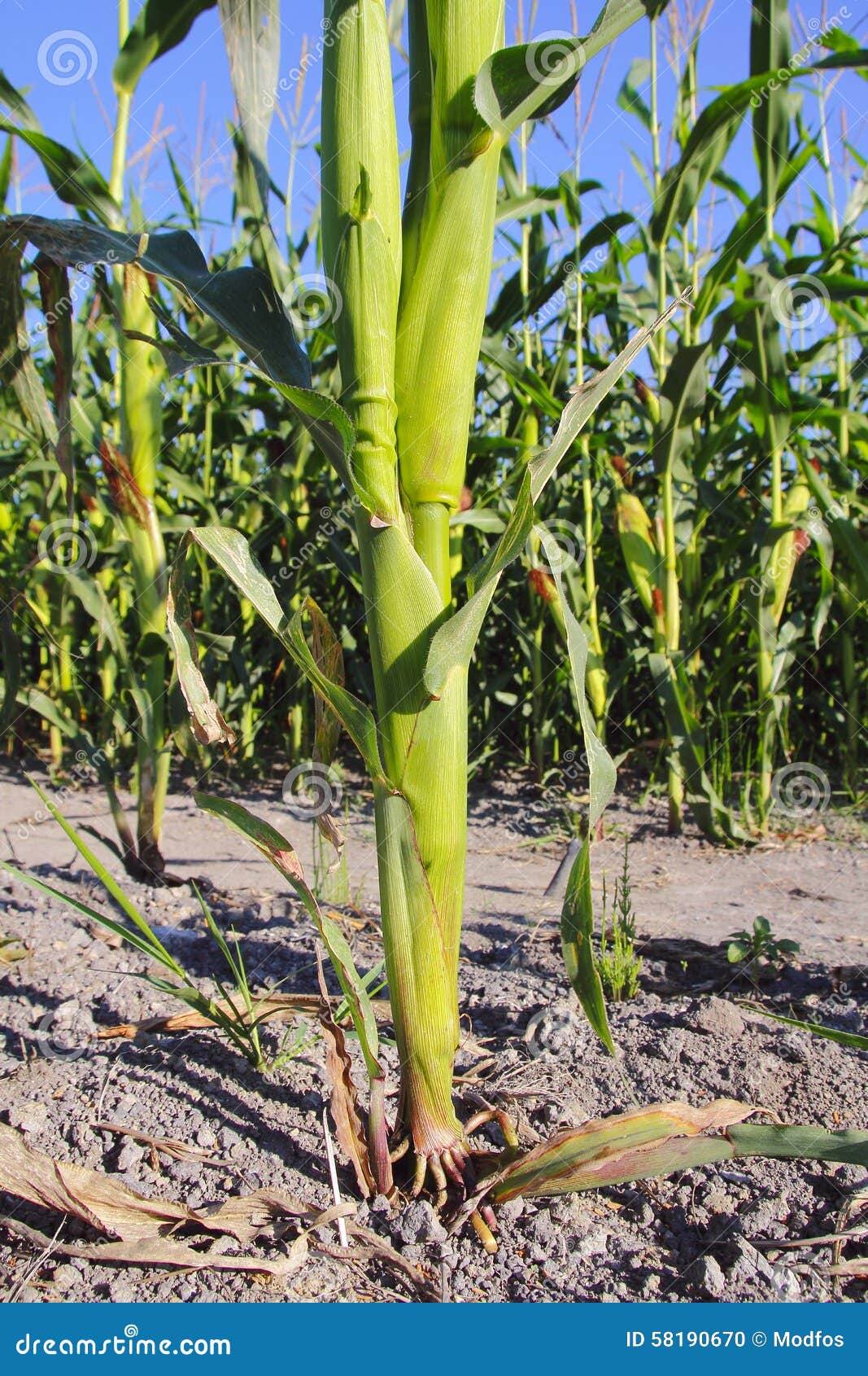 Vertical View of Corn Stalk and Roots Stock Photo - Image of outside ...