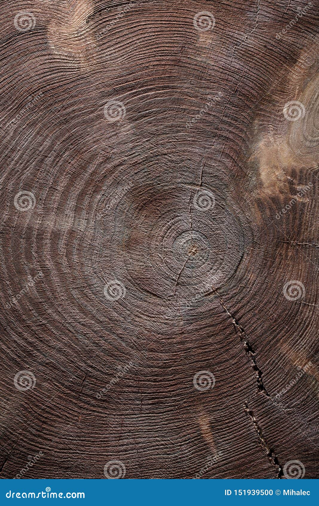 Vertical View Cross Cut Vintage Wood Texture of Tree Trunk Stock Photo ...