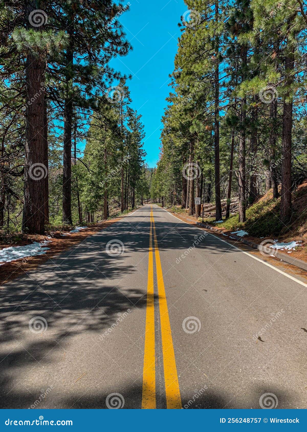 Vertical View of an Empty Road Passing through Tall Fir Tree Forest on ...