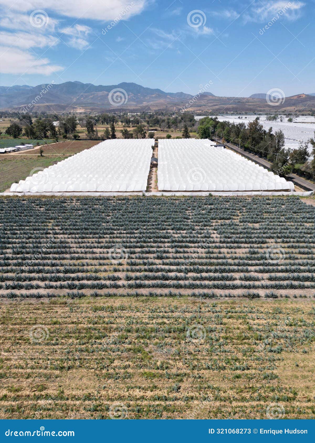 Vertical View of a Field and Some Nurseries on a Ranch in Jalisco Stock ...