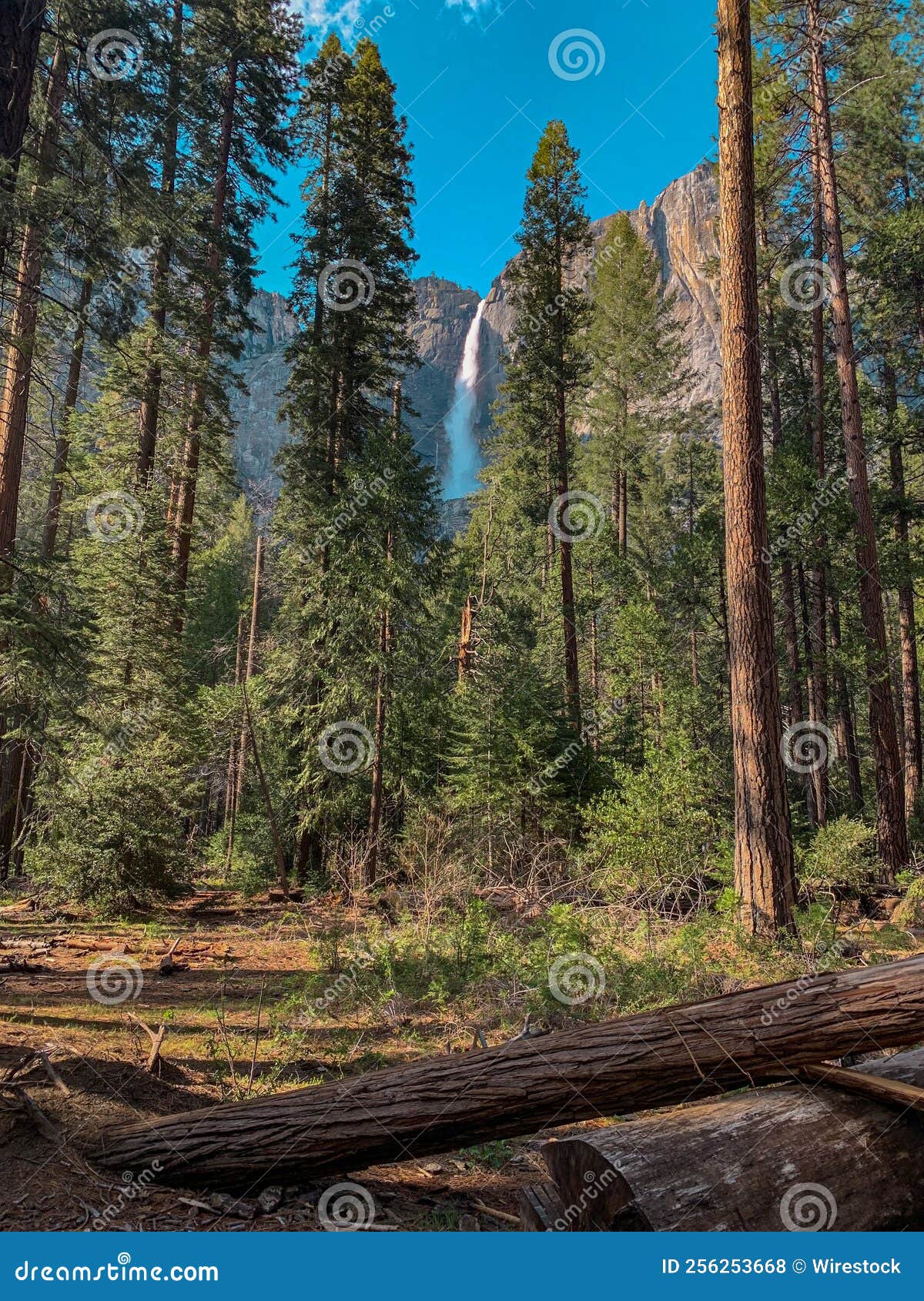 Vertical View of a Forest with Fir Trees on a Sunny Day Stock Photo ...