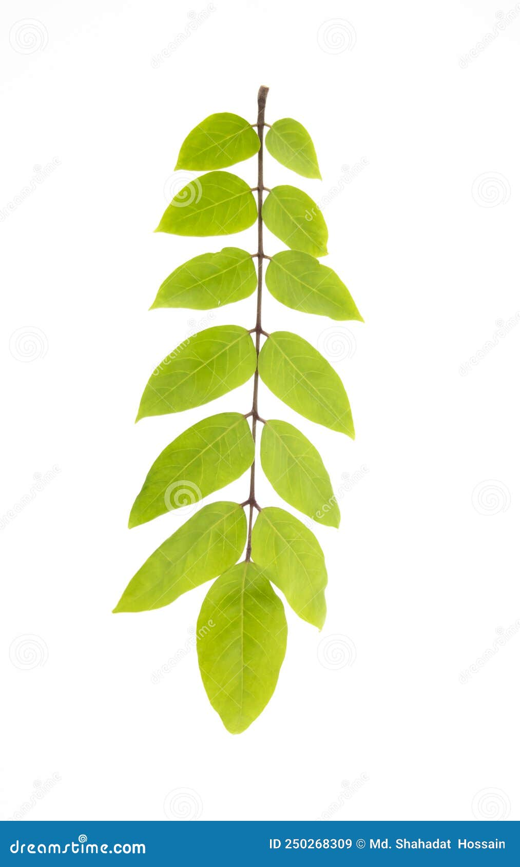 Vertical View, Green Leaf or Leaves Isolate on White Background Stock ...