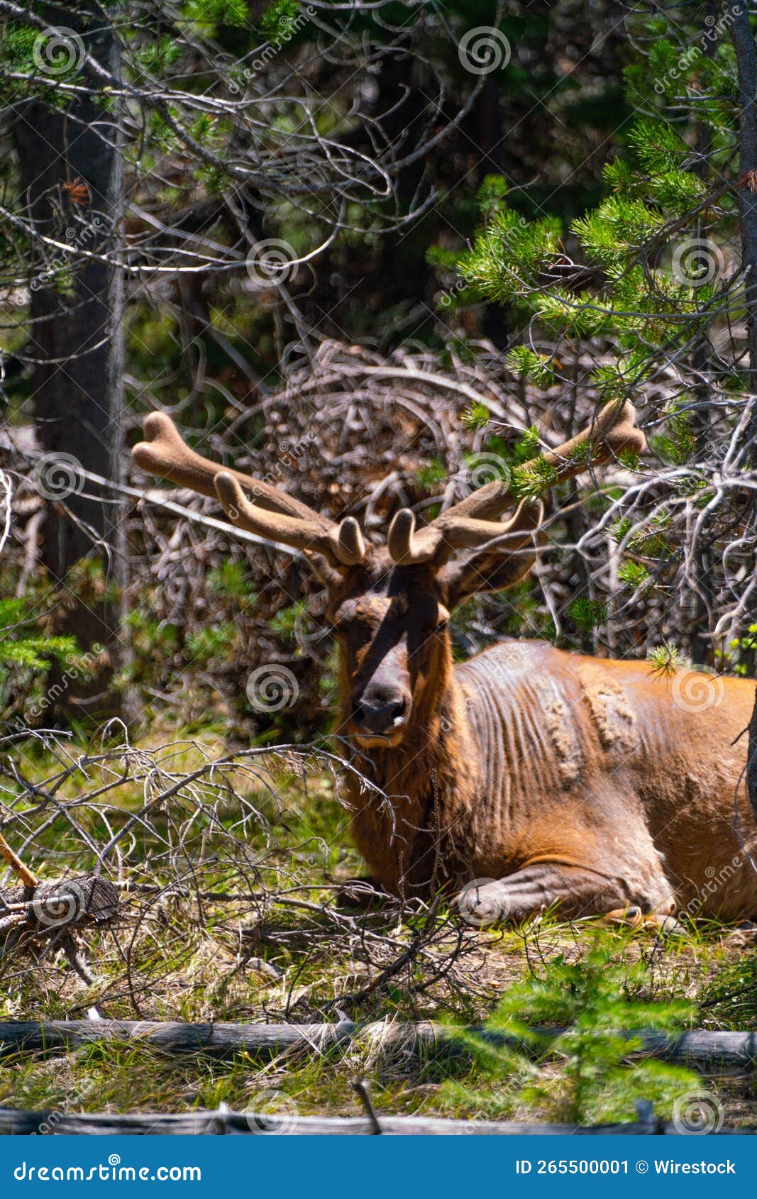 Vertical View of a Large Deer Relaxing in the Forest Stock Image ...