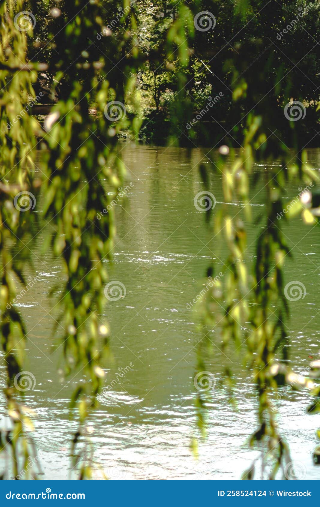 Vertical View of the Leafy Branches of a Weeping Willow Hanging Over ...