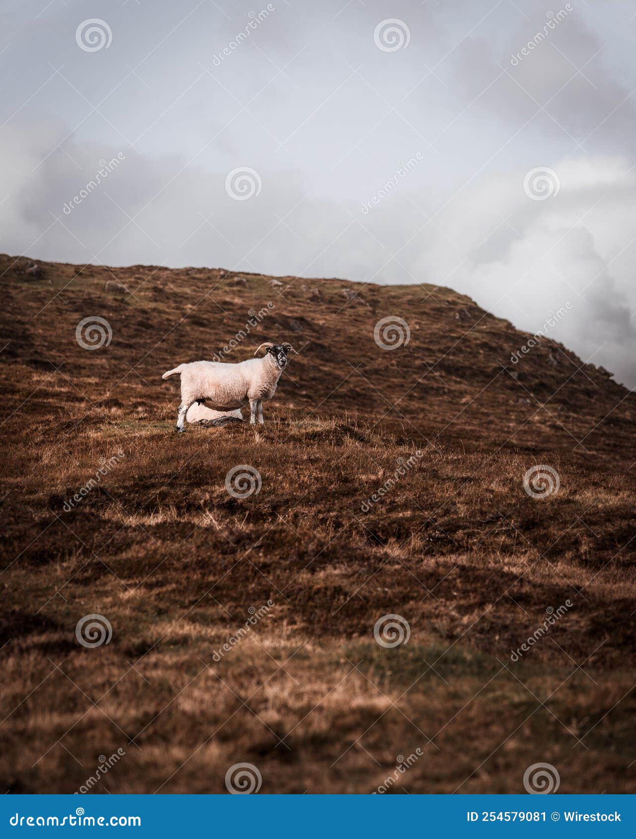 Vertical View of a Lonk Standing on the Brown Slope Under the Cloudy ...