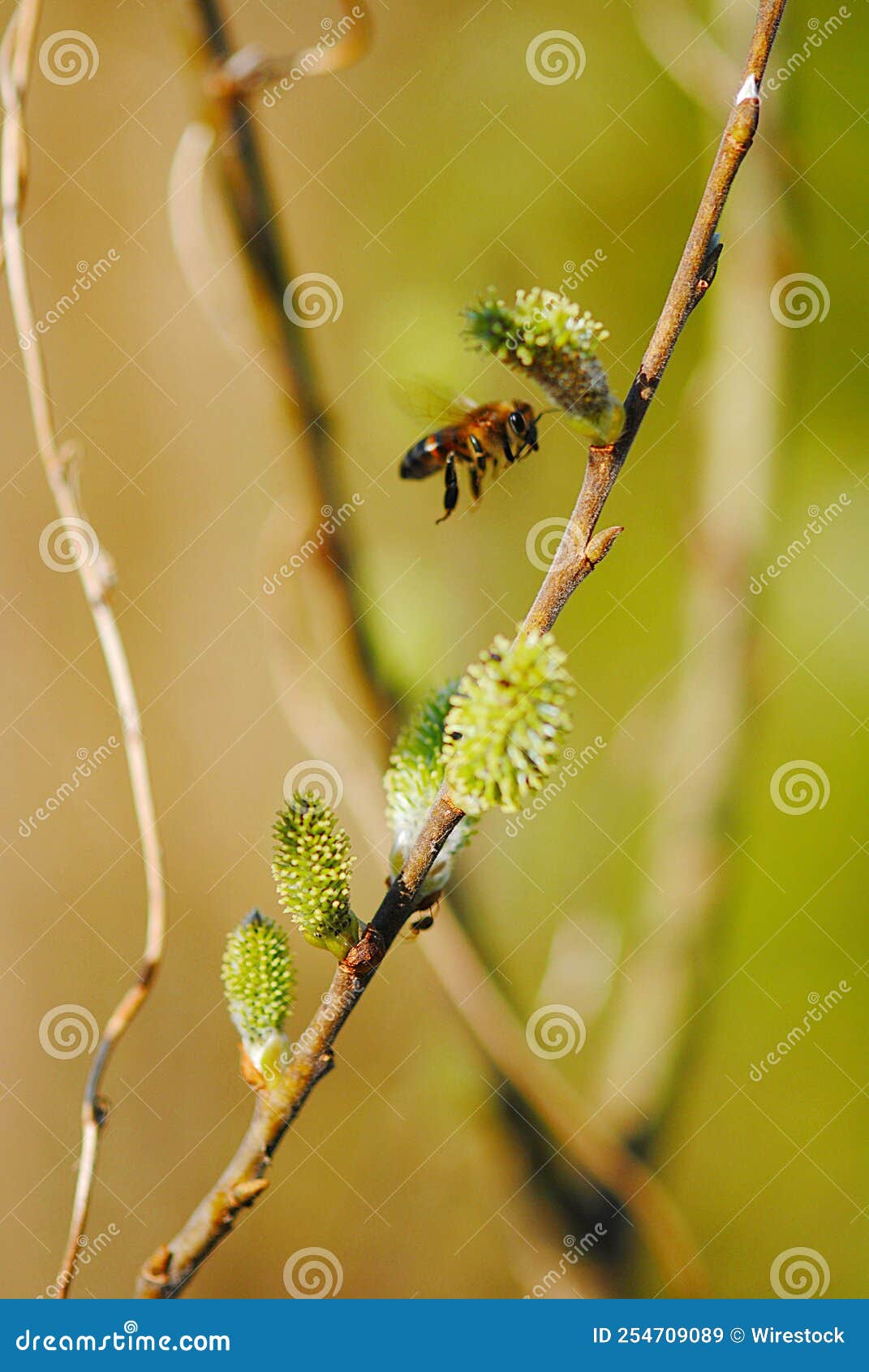 Vertical View of a Lovely Honey Bee Approaching a Green Willow Catkin ...