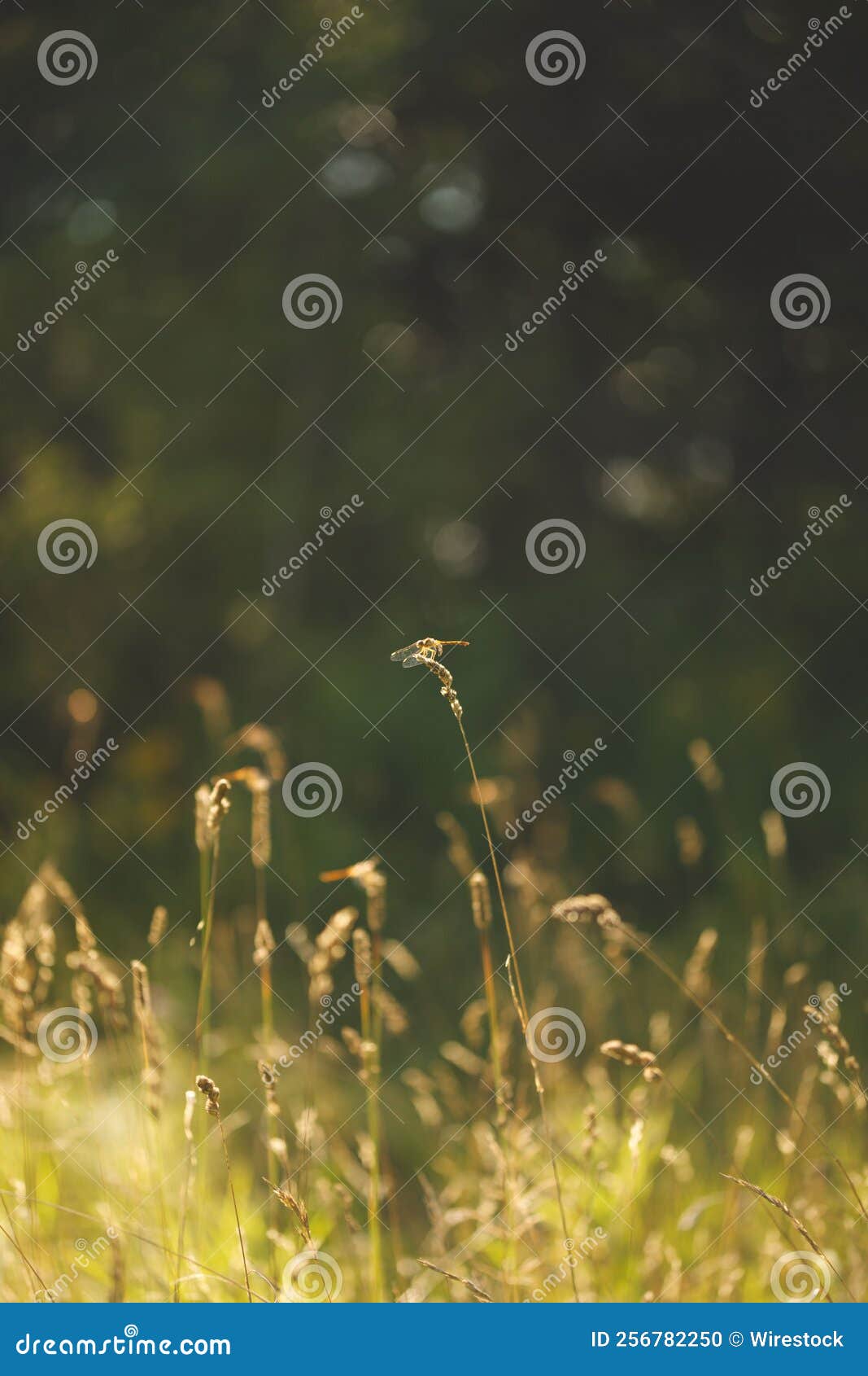 Vertical view of a meadow. stock photo. Image of vertical - 256782250