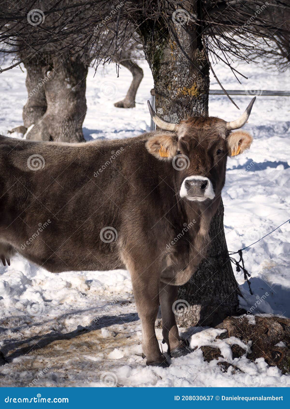 Vertical View of Meat Cow in Winter Pastures Stock Image - Image of ...