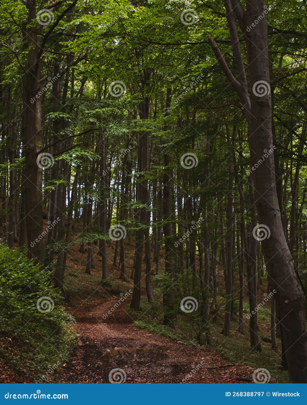 Vertical View of a Natural Pathway between the Trees of a Green Forest ...
