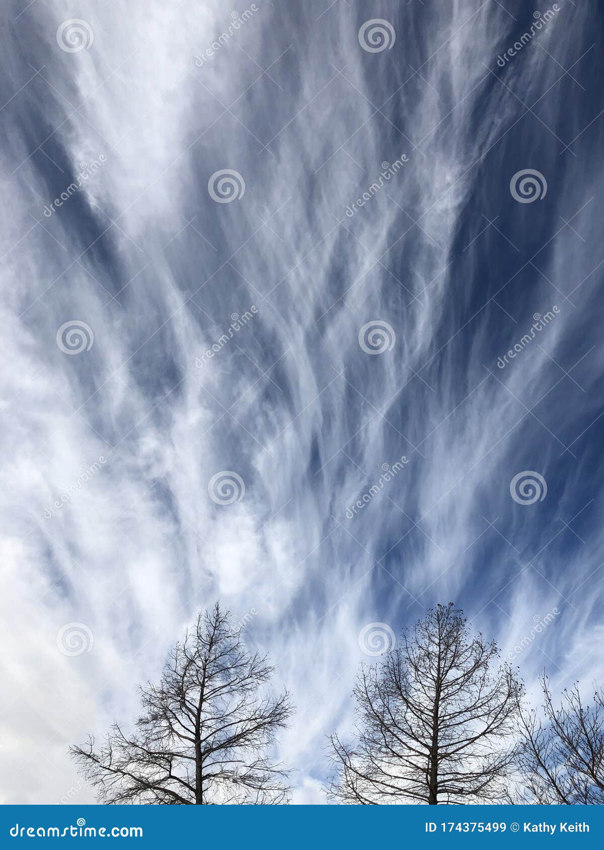 Tree Top Silhouettes and Sky Overhead with Beautiful Sweeping Clouds ...