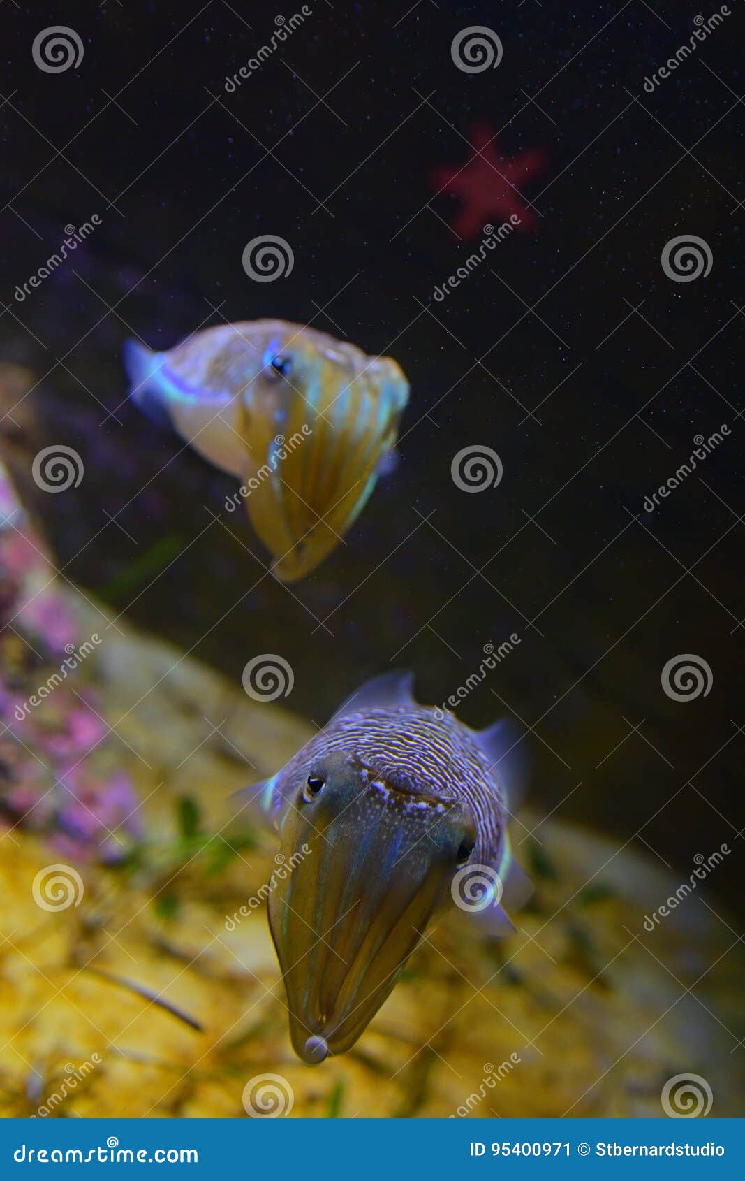 Vertical View of a Pair of Cute Mourning Cuttlefish with Red Starfish ...