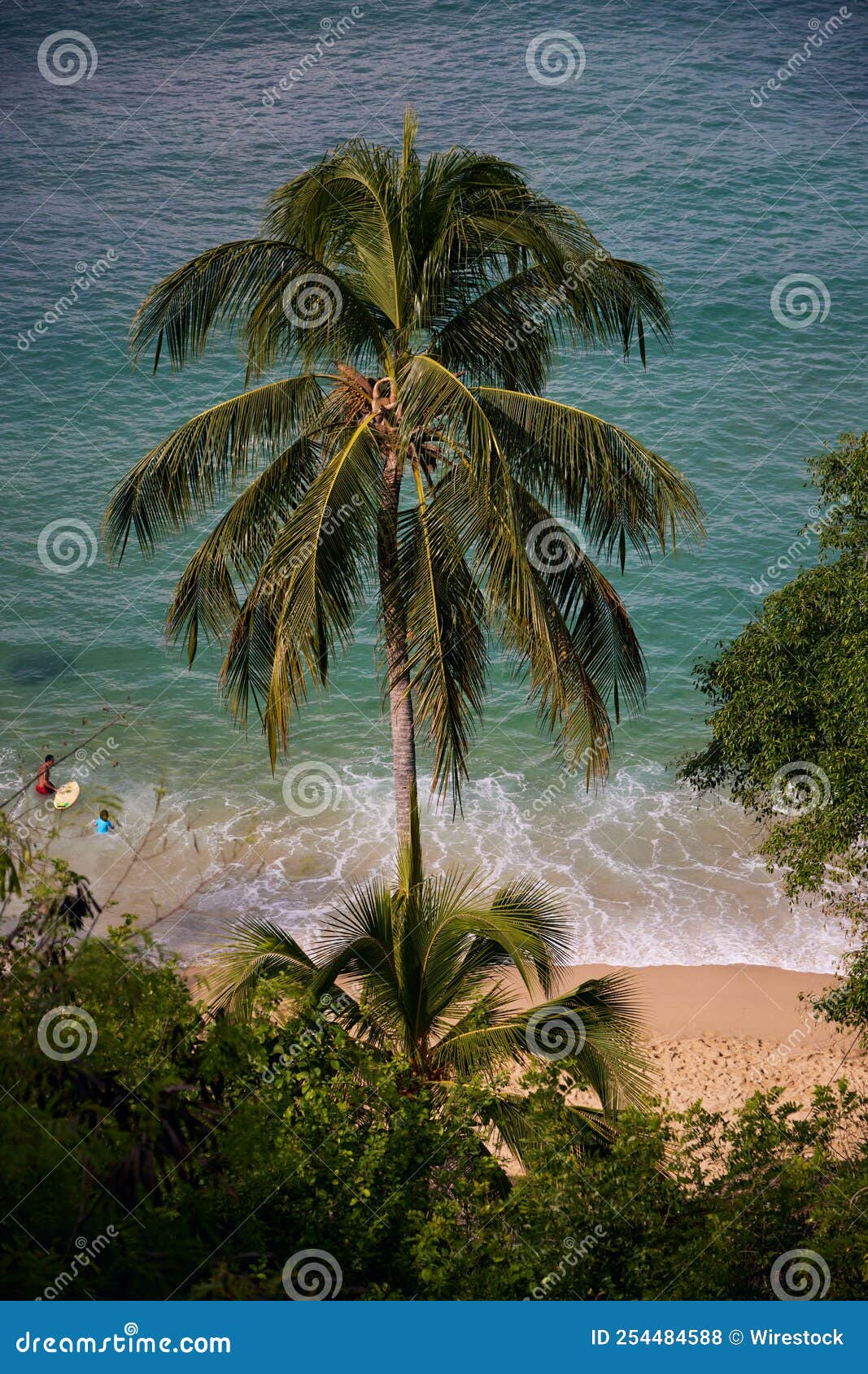 Vertical View of a Palm Tree on the Beach by the Ocean Waves Stock ...