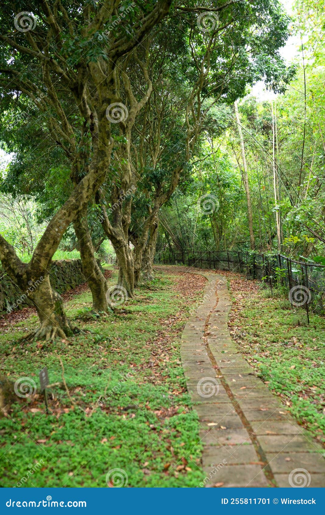 Vertical View of a Park with Big Trees and Path Passing through it ...