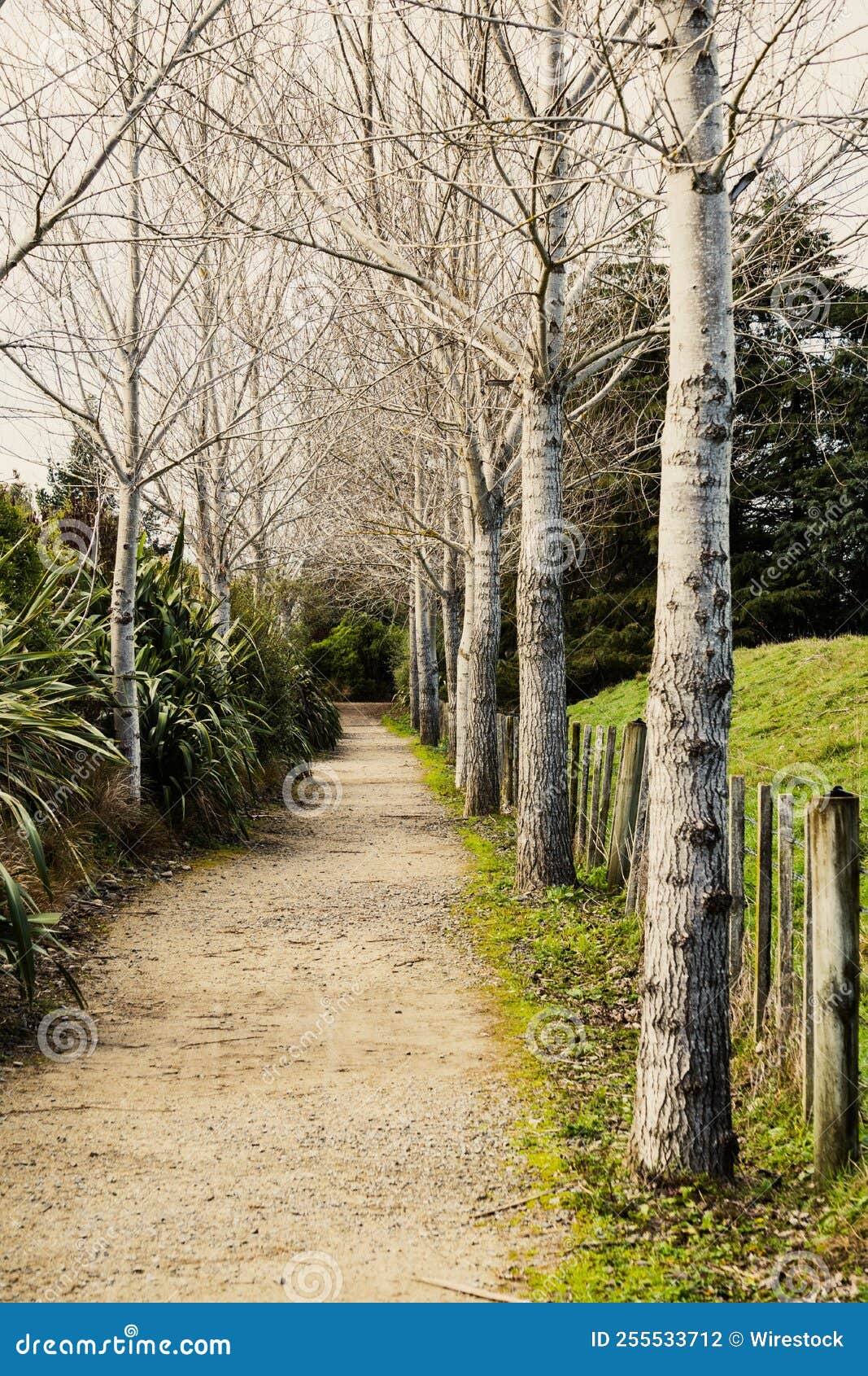 Vertical View of a Park Walkway with Dry Birch Trees, Grass, and Plants ...