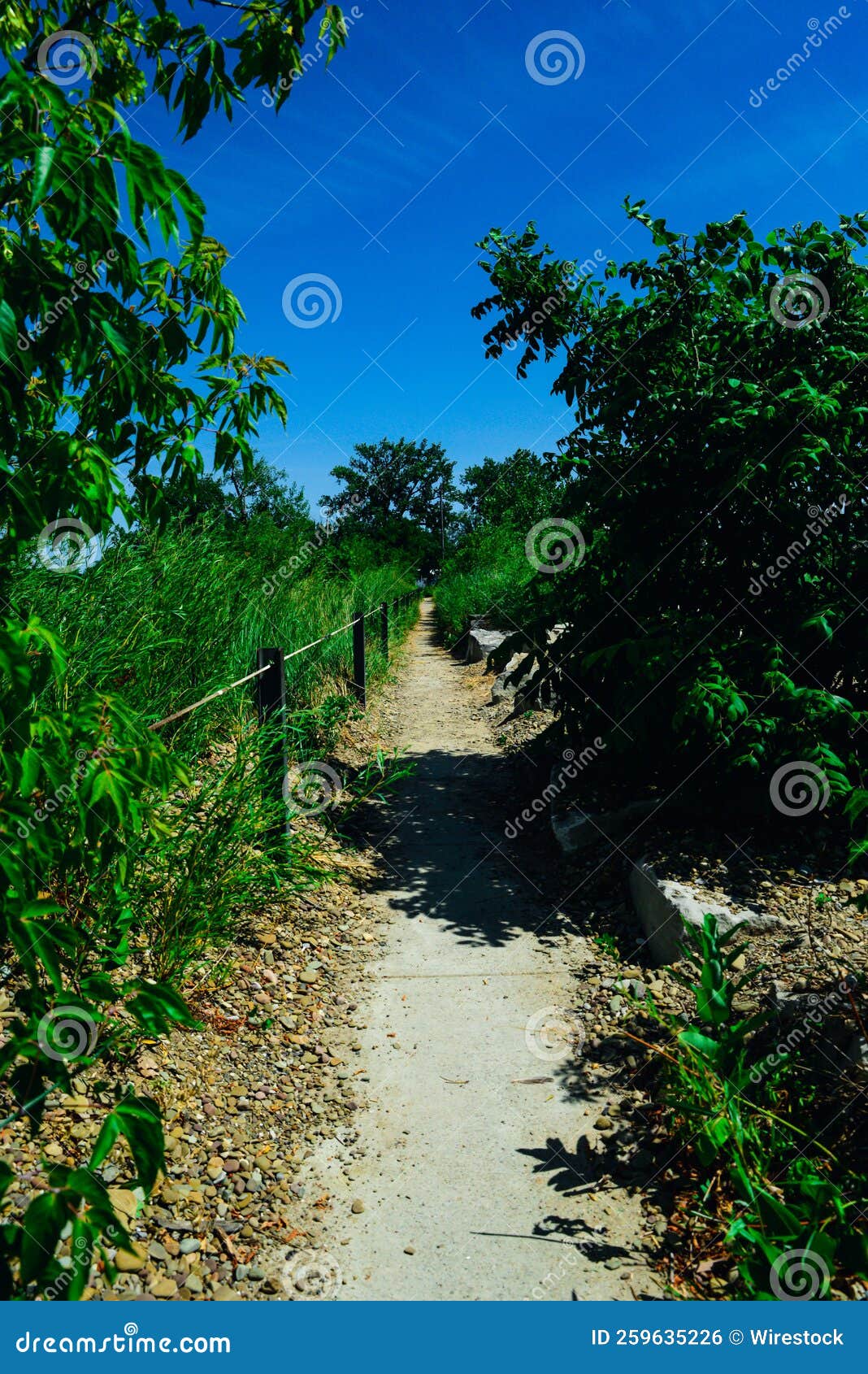 Vertical View of a Pathway through the Greenery Under the Blue Sky ...
