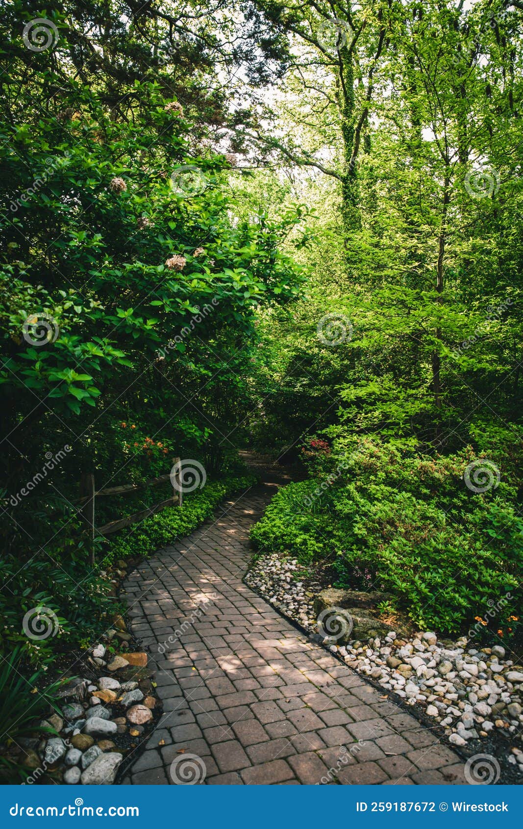 Vertical View of the Pathway and Trees of a Botanical Garden Stock ...