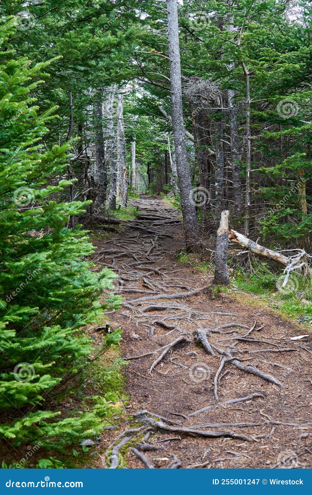 Vertical View of a Pathway through the Trees of the Woods Stock Image ...