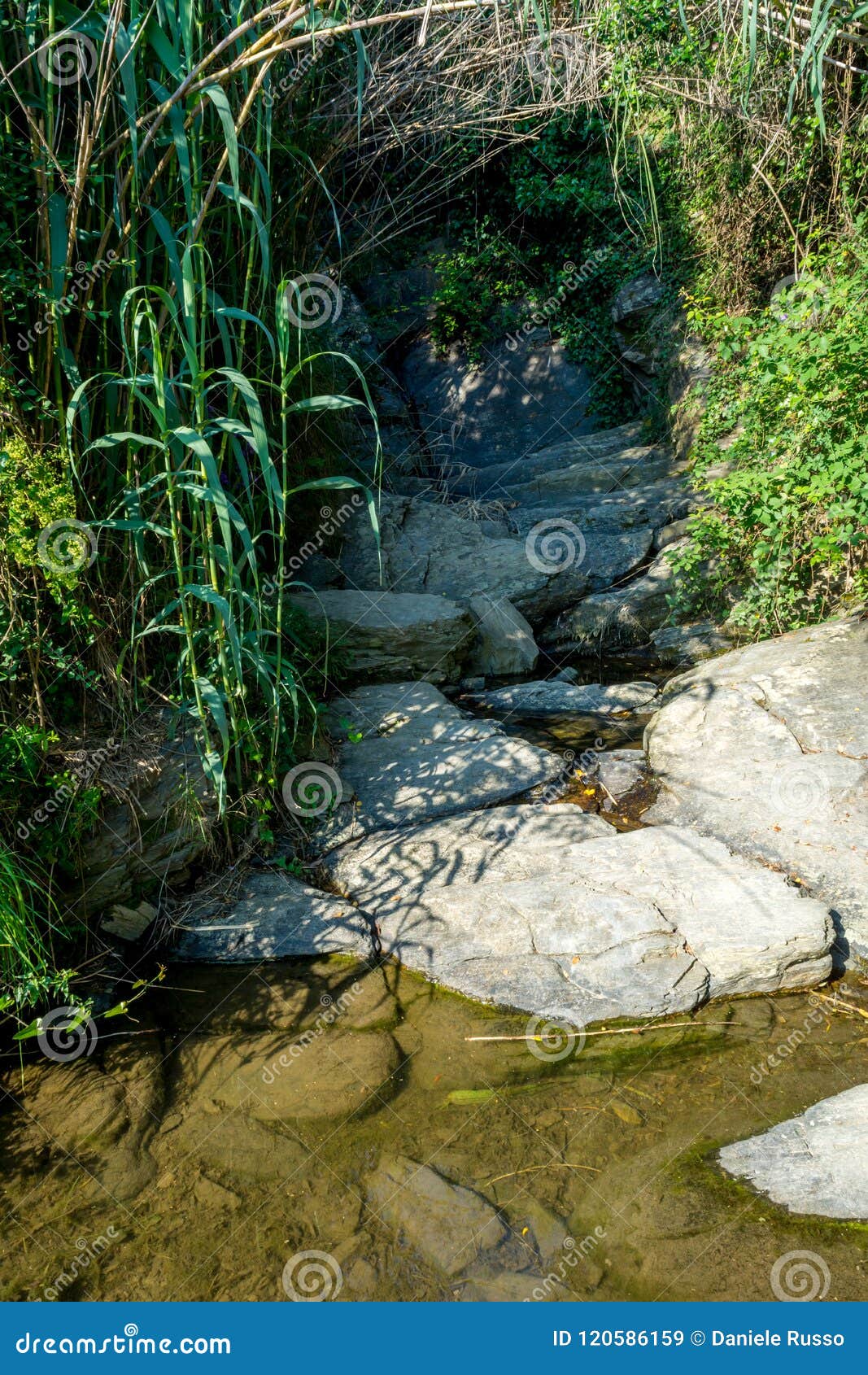 Vertical View of a Pond in the Path in the Forest in the Mountains from ...