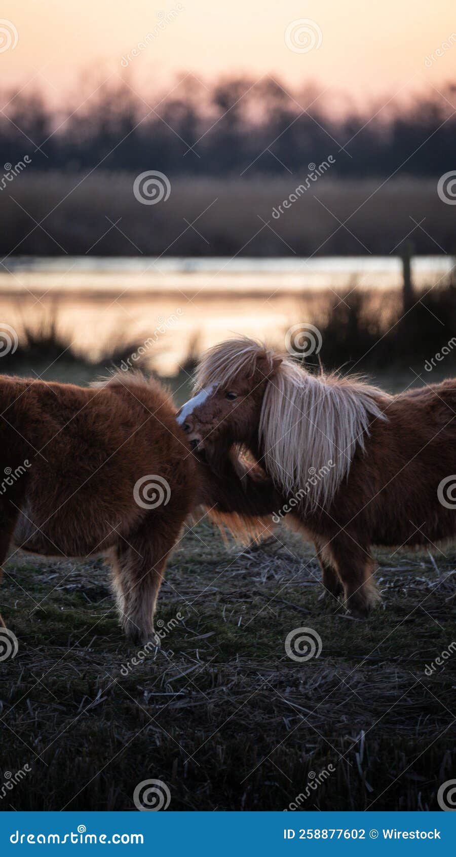 Vertical View of of Ponies Standing in a Field while the Sun is Setting ...
