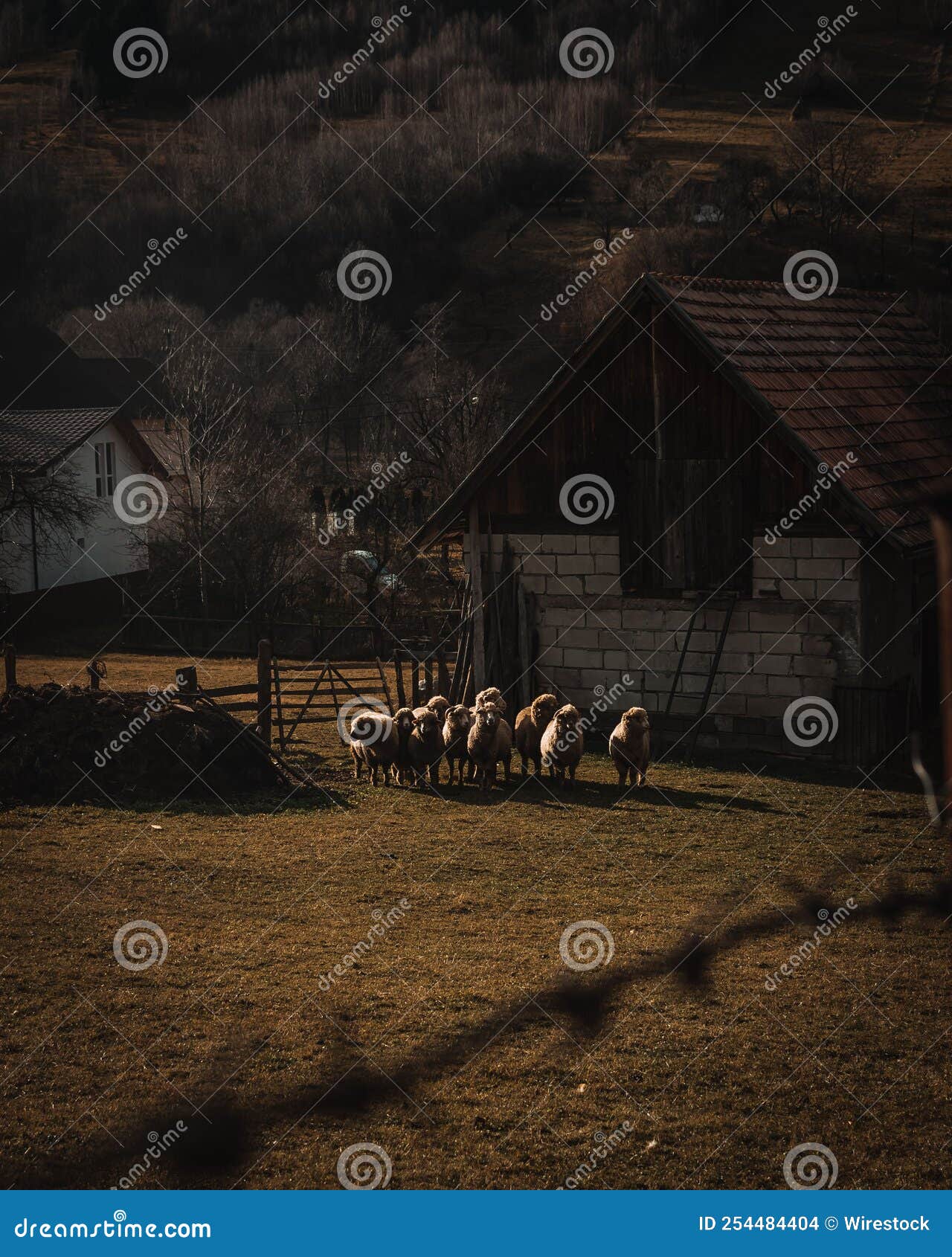 Vertical View of Sheep Flock in the Fenced Field by the Barn Under the ...