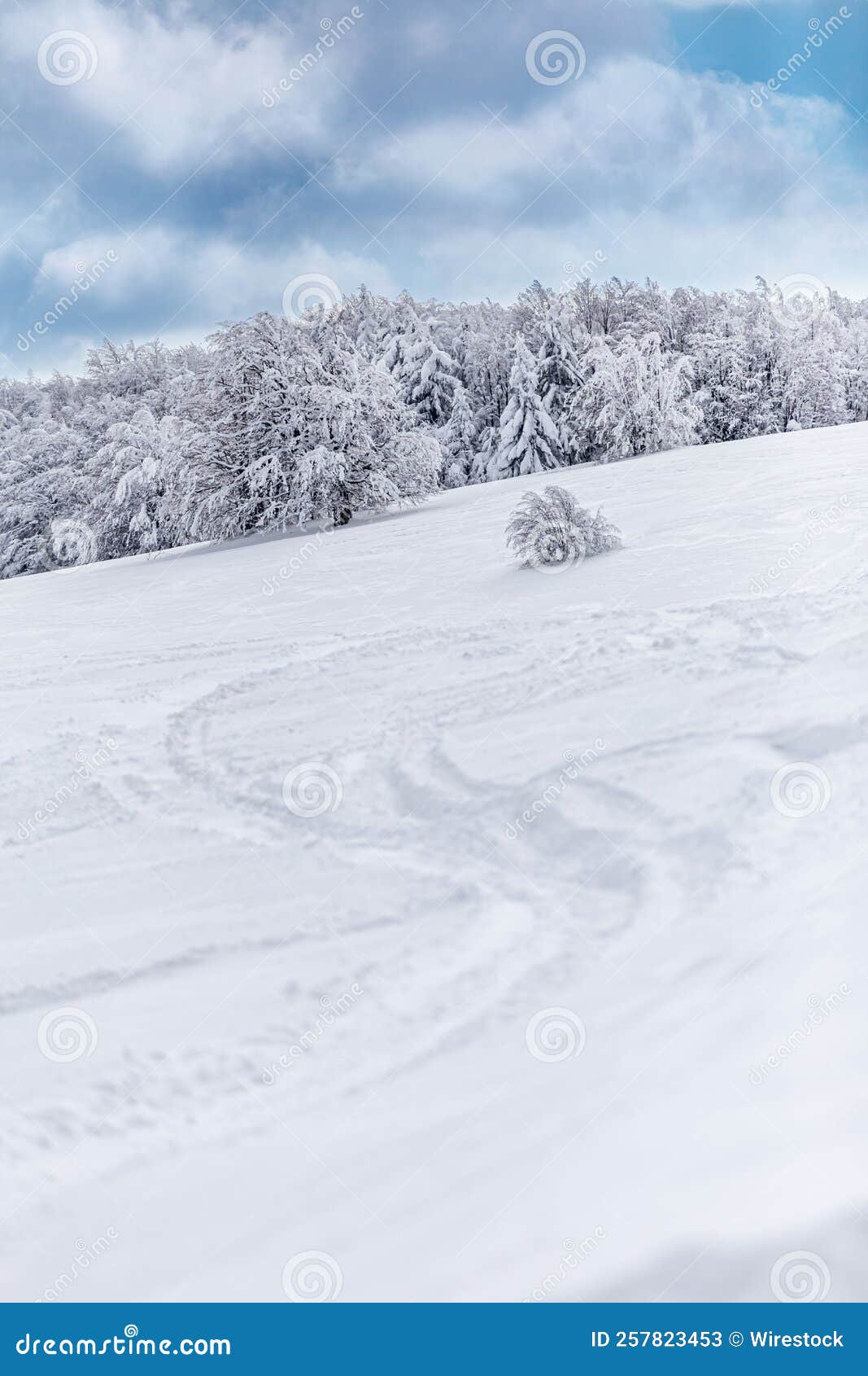 Vertical View of the Snow-covered Forest Trees before the White Slope ...
