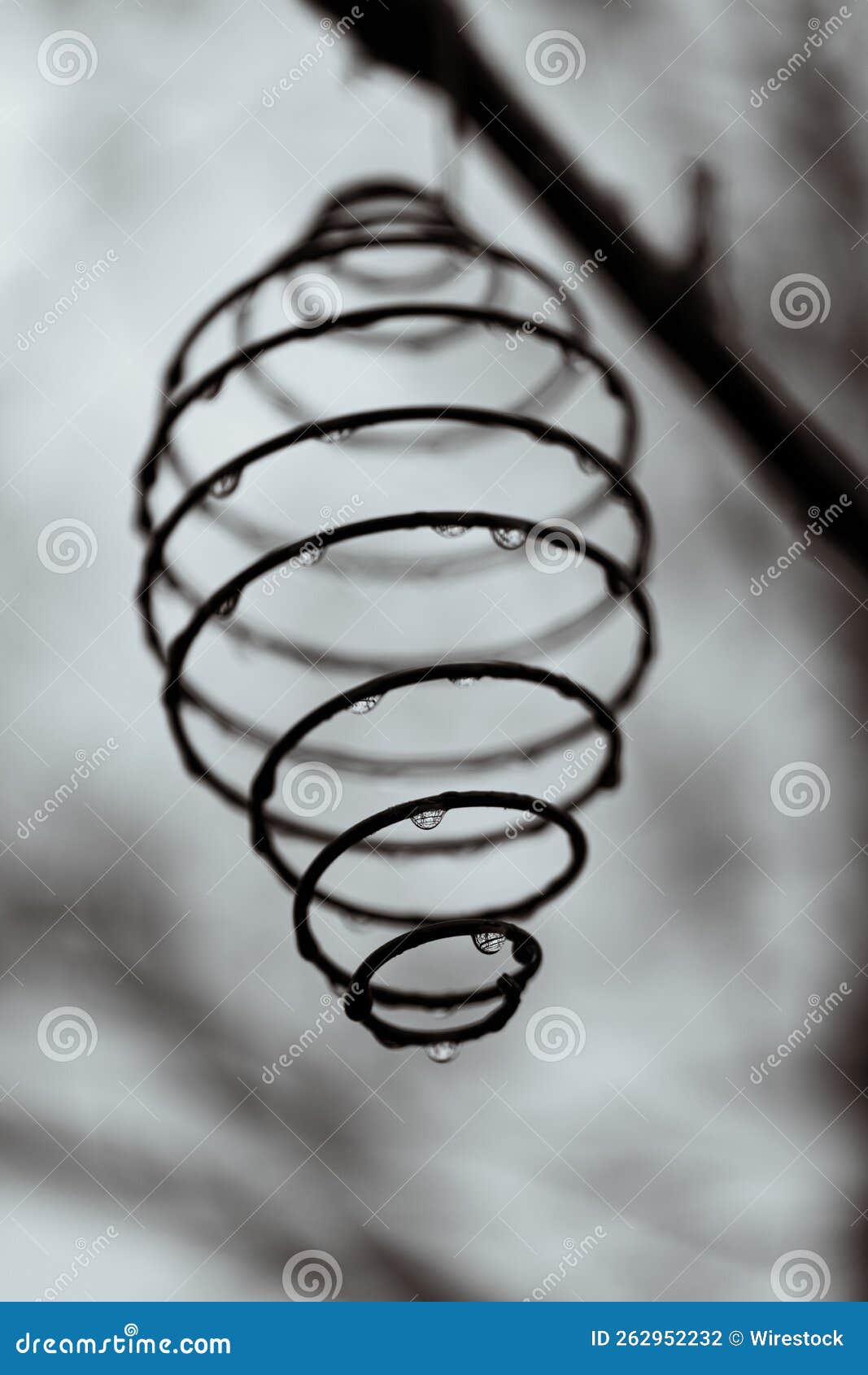 Vertical View of a Spiral Hung from the Branch Stock Photo - Image of ...