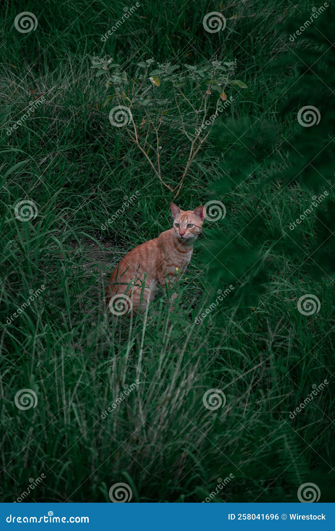Vertical View of a Tabby Cat with Orange Stripes Resting in the Grass ...