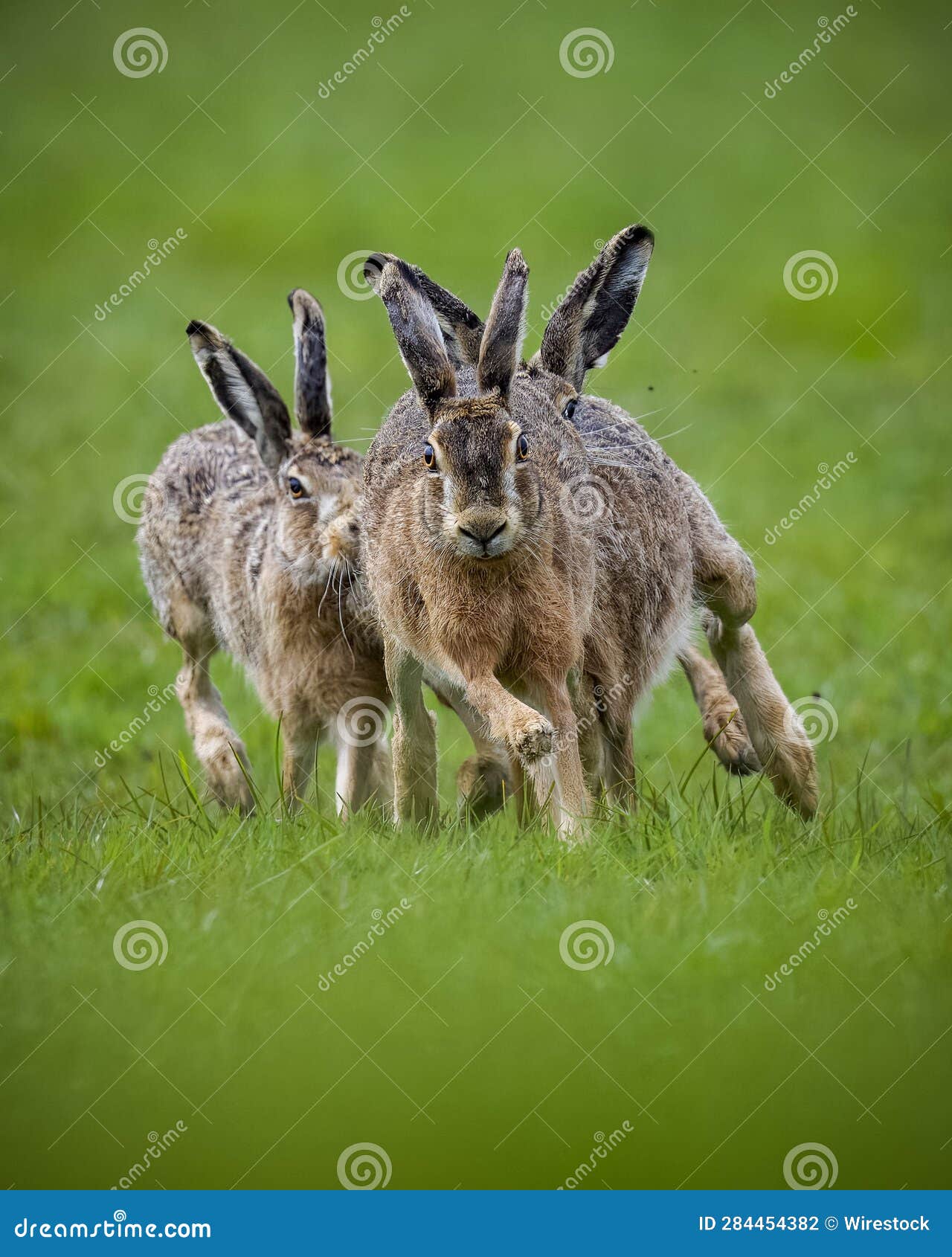 Vertical View of Three Brown Hares Running in a Green Field Stock Photo ...