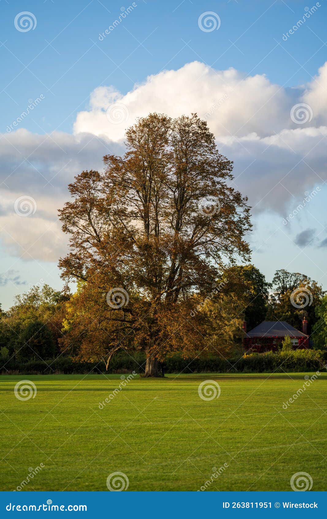Vertical View of a Tree in the Middle of Field Stock Image - Image of ...