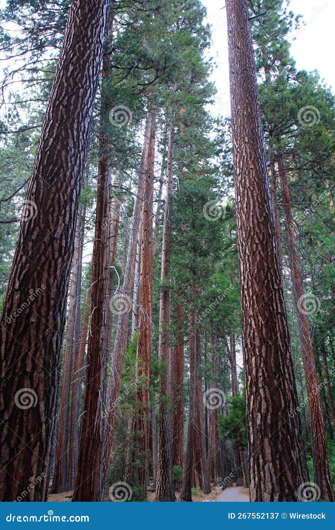 Vertical View of the Trees in the Forest Stock Image - Image of leaves ...